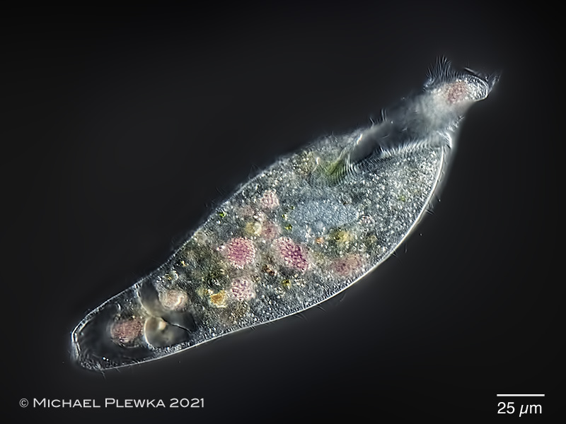 Freshwater and other micro-organisms from Germany: Metopus laminarius ...